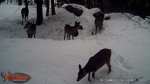 Deer Wintering Areas | Patrick Bartlett Outdoor Adventures