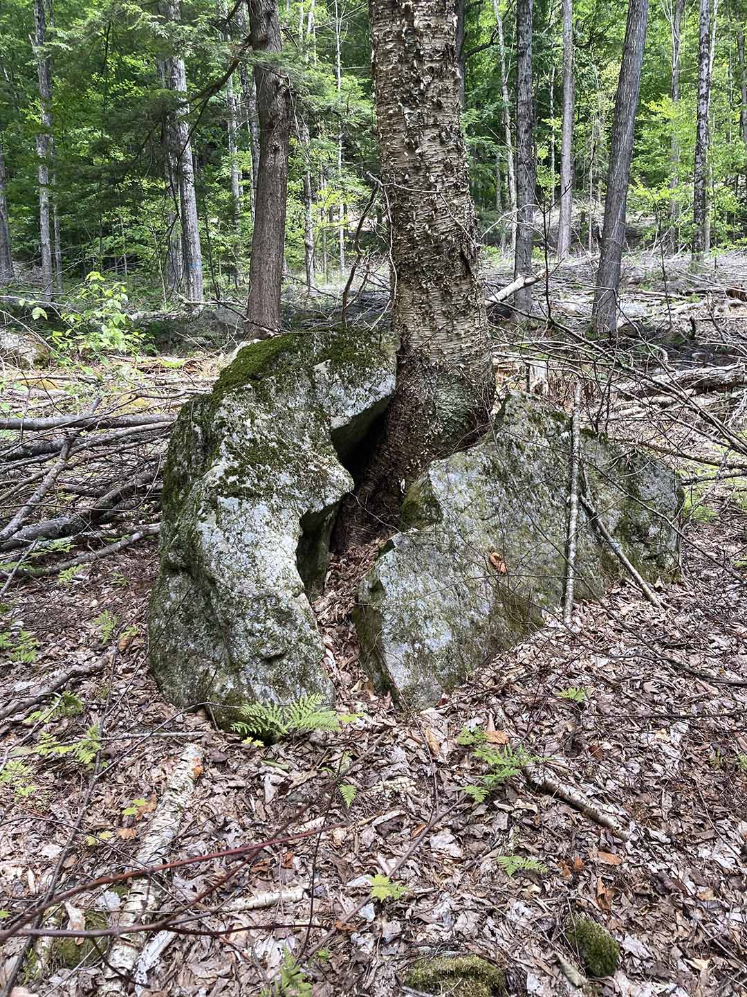 Bartlett Forestry & Wildlife, LLC | Guided Hikes & Wildlife Tours and ...